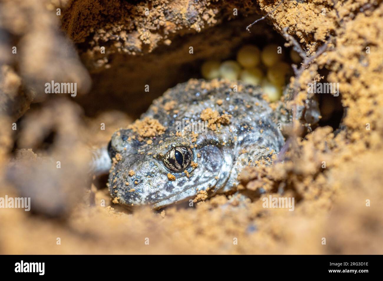 Common Midwife Toad (Alytes obstetricans) taken the 25/07/2021 at Le ...