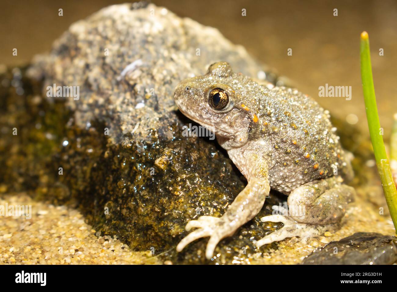 Common Midwife Toad (Alytes obstetricans) taken the 06/08/2020 at ...