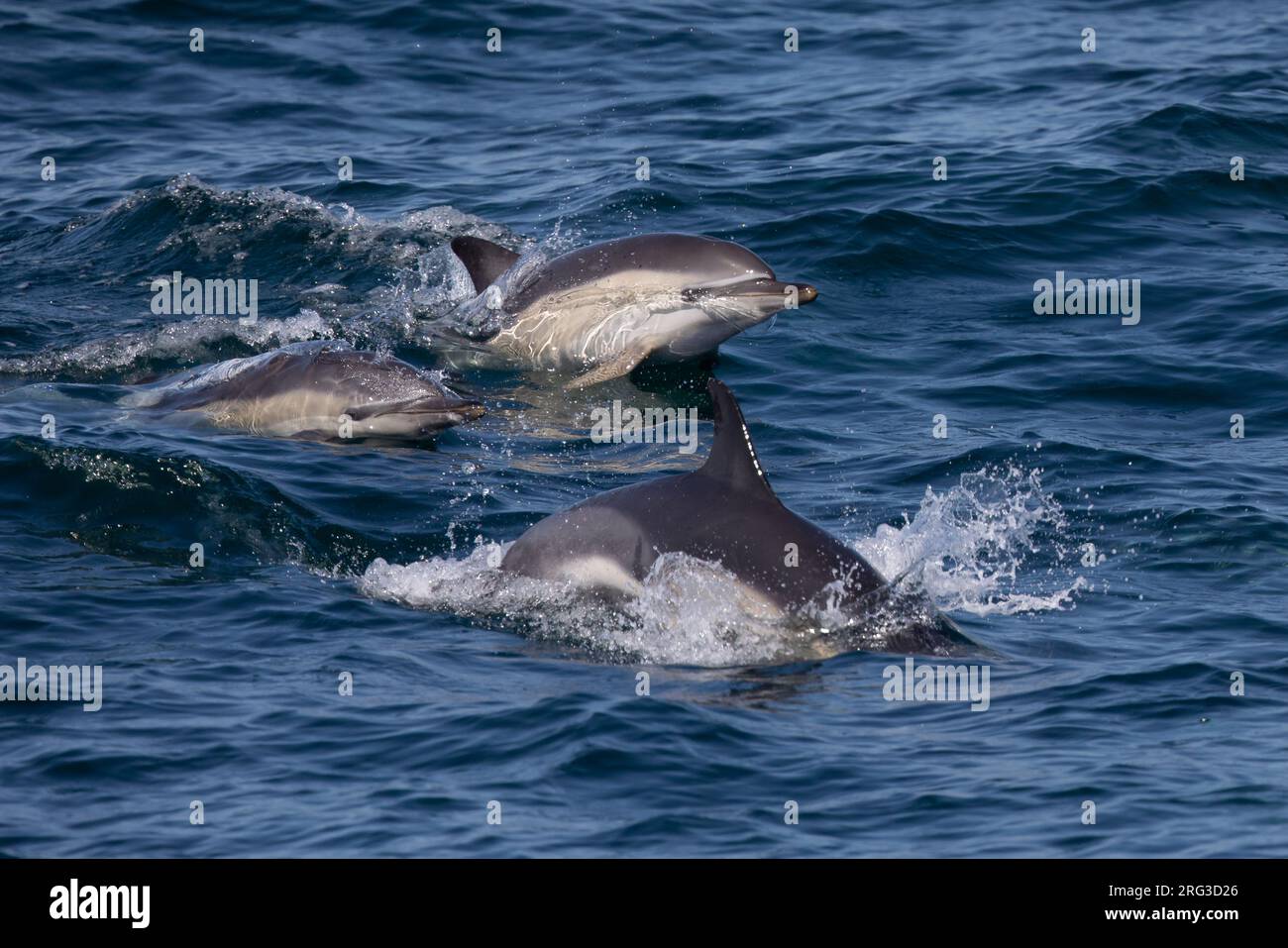 Moving Common dolphins (Delphinus delphis), with the sea as background Stock Photo - Alamy