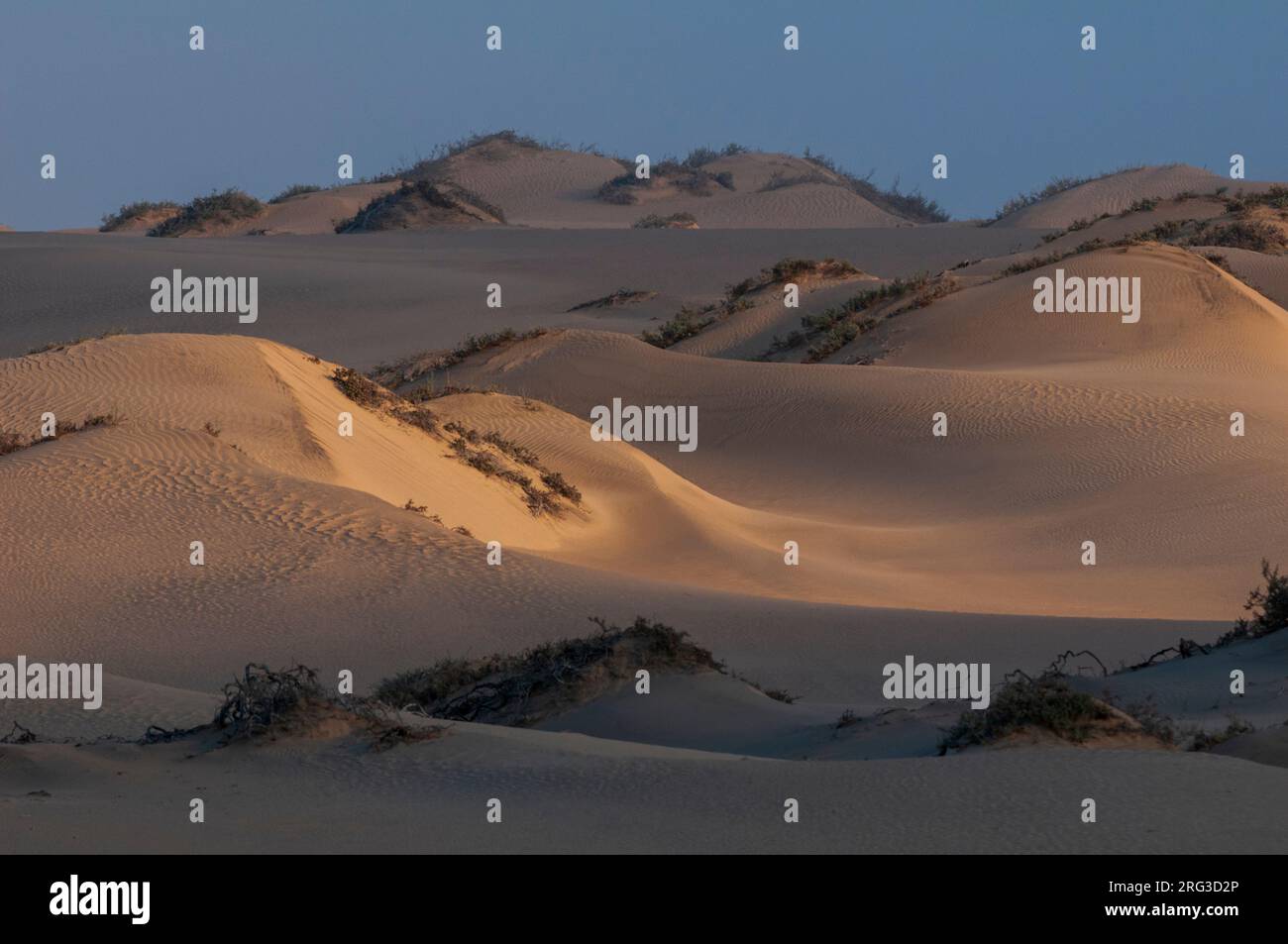Sunlight reflects off undulating sand dunes in the Namib Desert ...