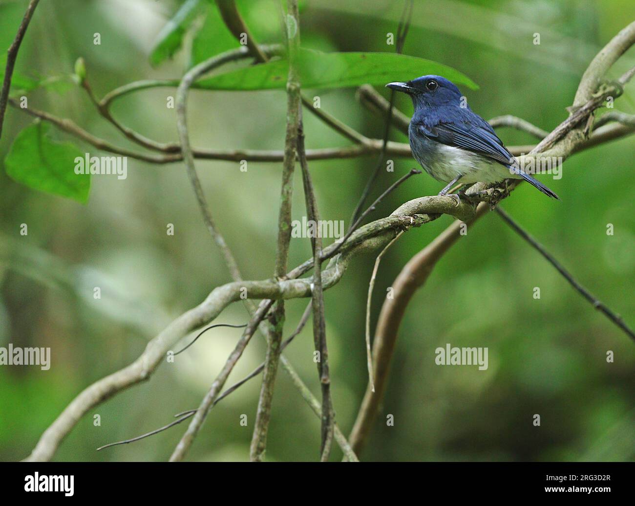 Male White-tailed Flycatcher (Cyornis concretus concretus) on Sumatra ...