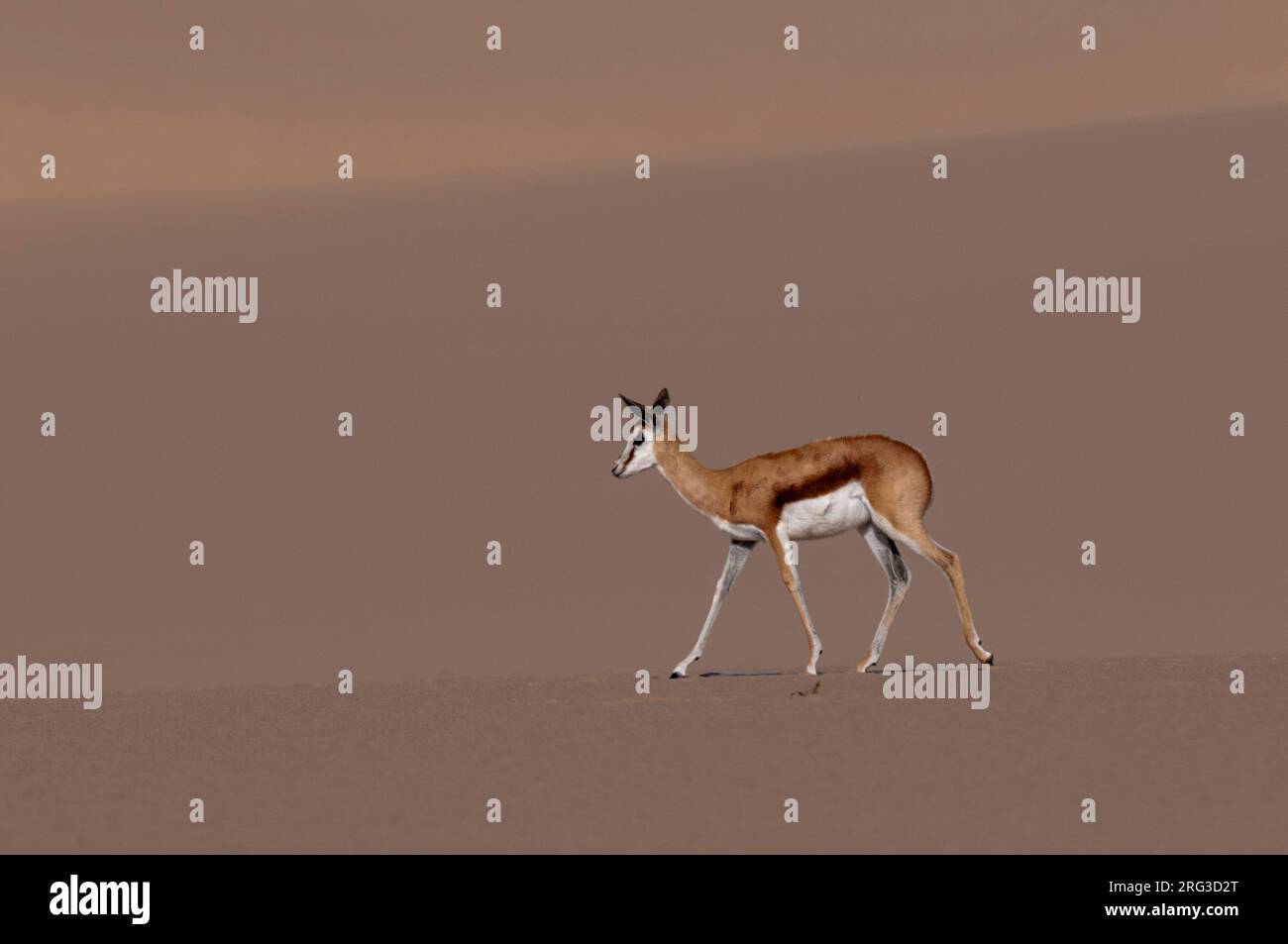 Human skeleton full length hi-res stock photography and images - Alamy