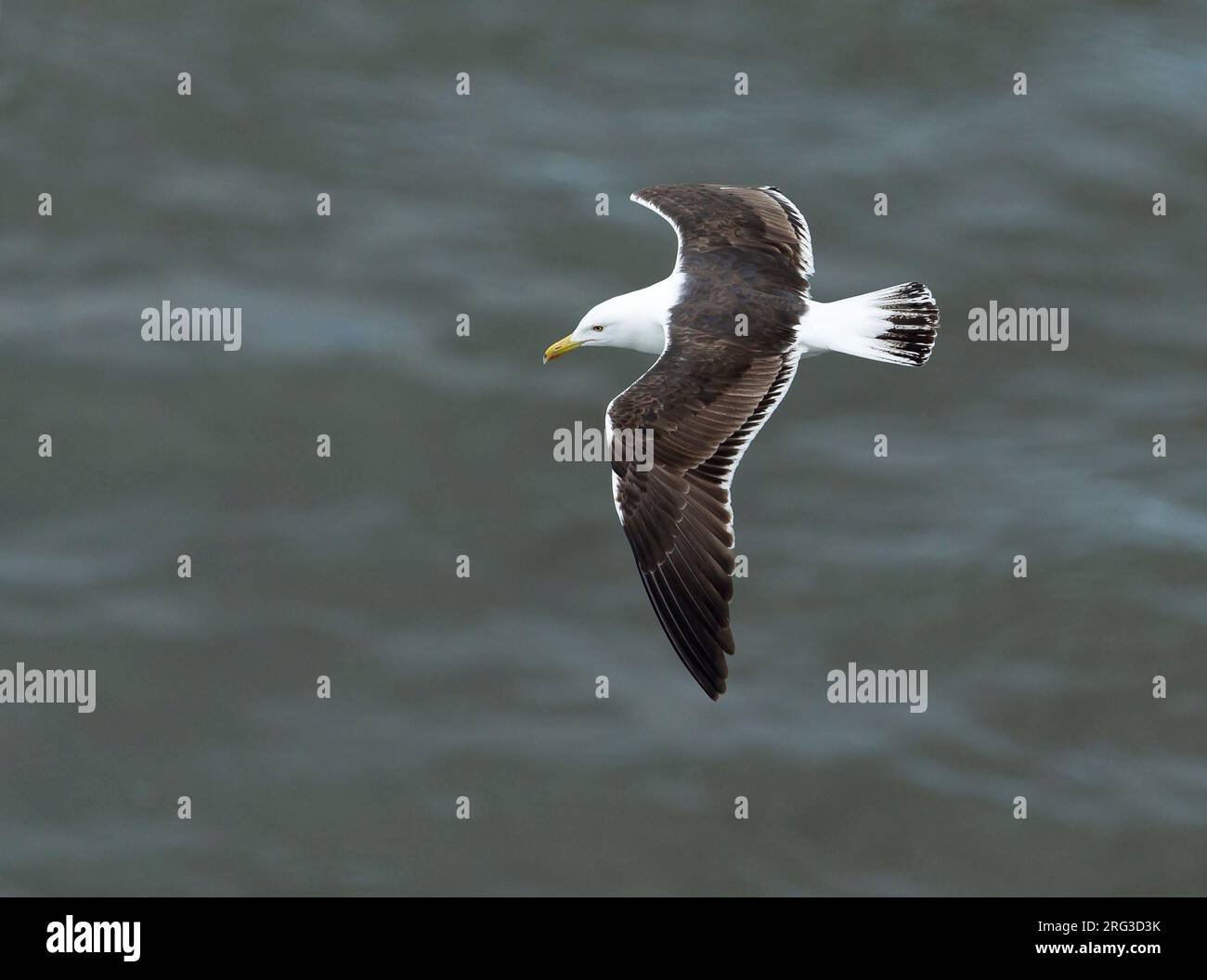 Third calendar year Baltic Gull (Larus fuscus fuscus) in flight in ...