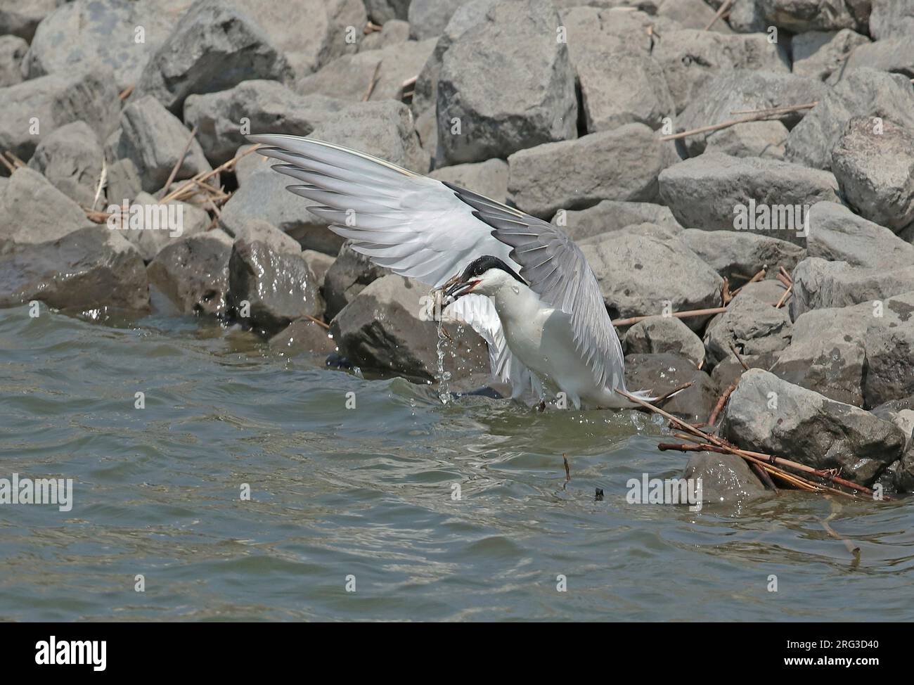 Gull-billed Tern, Gelochelidon nilotica hunting for crap with succes ...