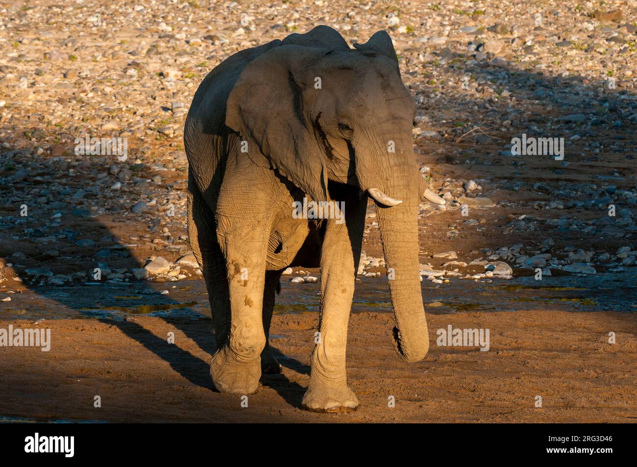 An elephant walks in a sunlit dry river bed. Skeleton Coast, Kunene ...