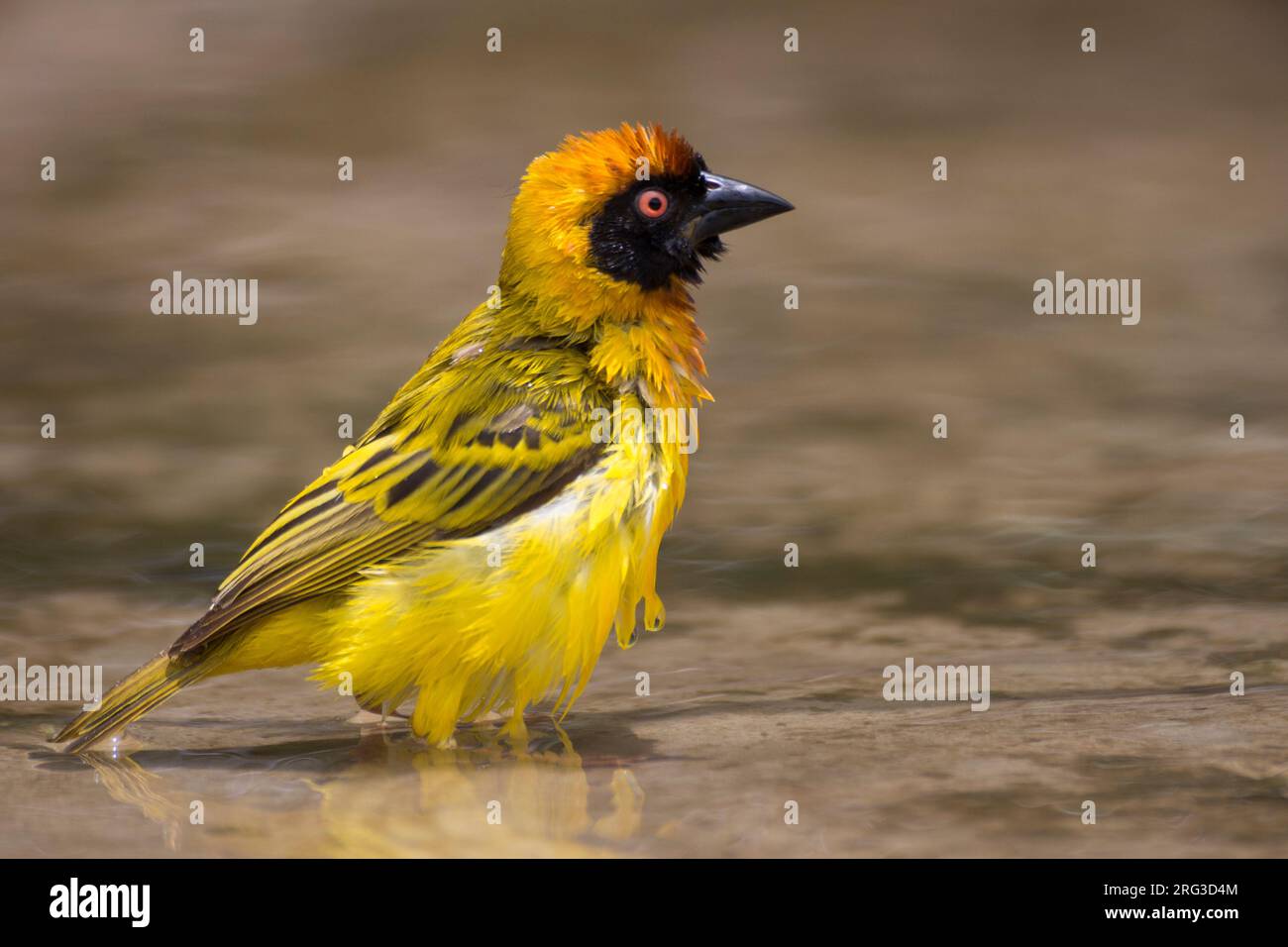 Vitelline masked weaver (Ploceus vitellinus) in the Gambia. Standing in ...