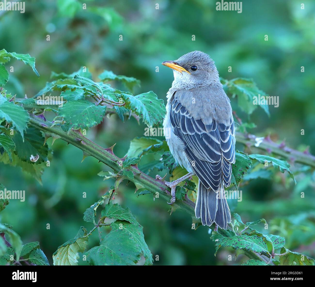 Immature Rose-coloured Starling (Pastor roseus) at Valensole, Alpes-de ...