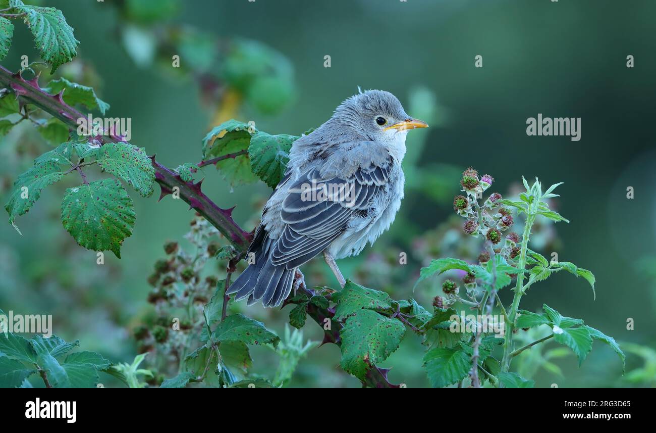 Immature Rose-coloured Starling (Pastor roseus) at Valensole, Alpes-de ...