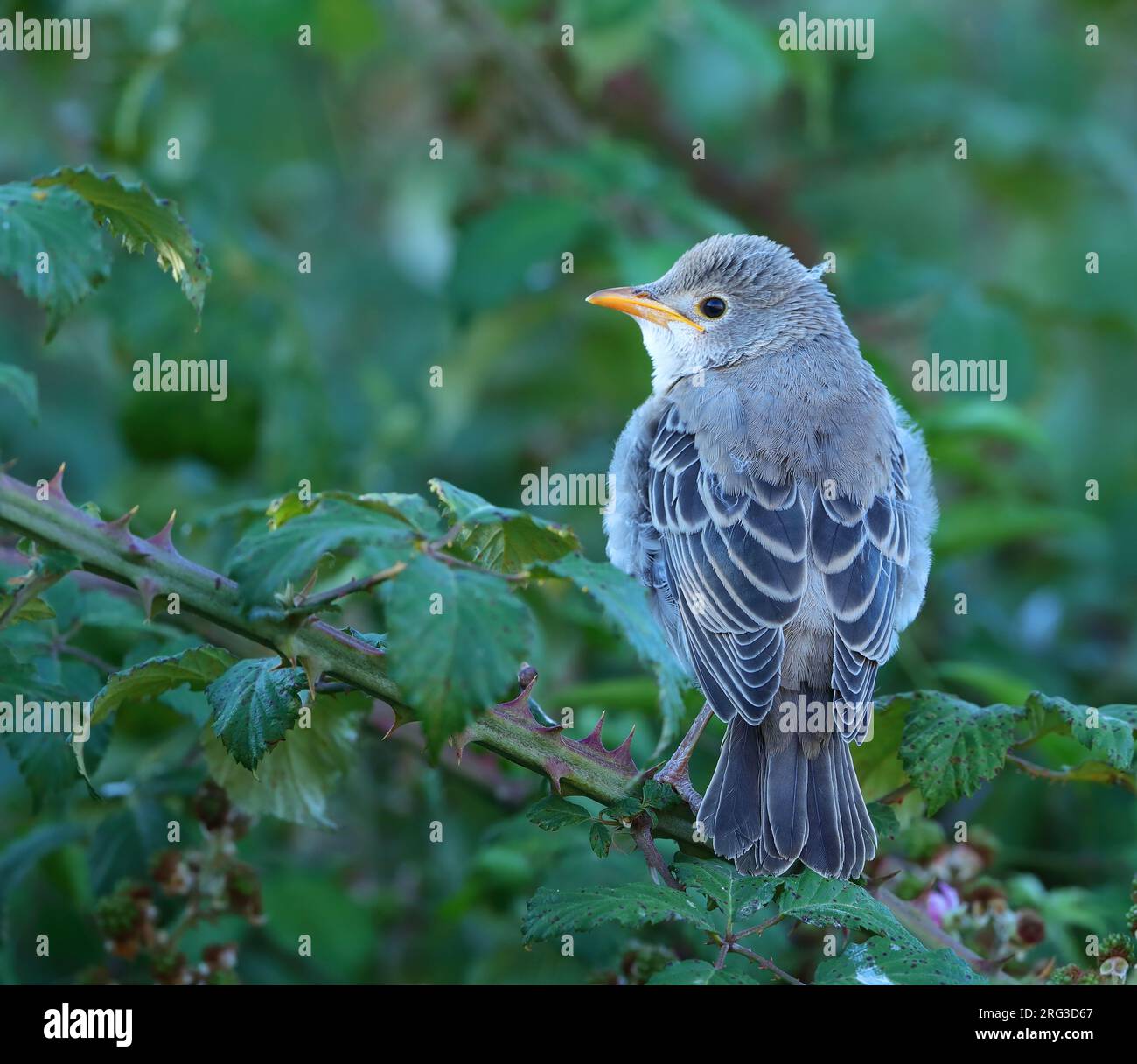 Immature Rose-coloured Starling (Pastor roseus) at Valensole, Alpes-de ...