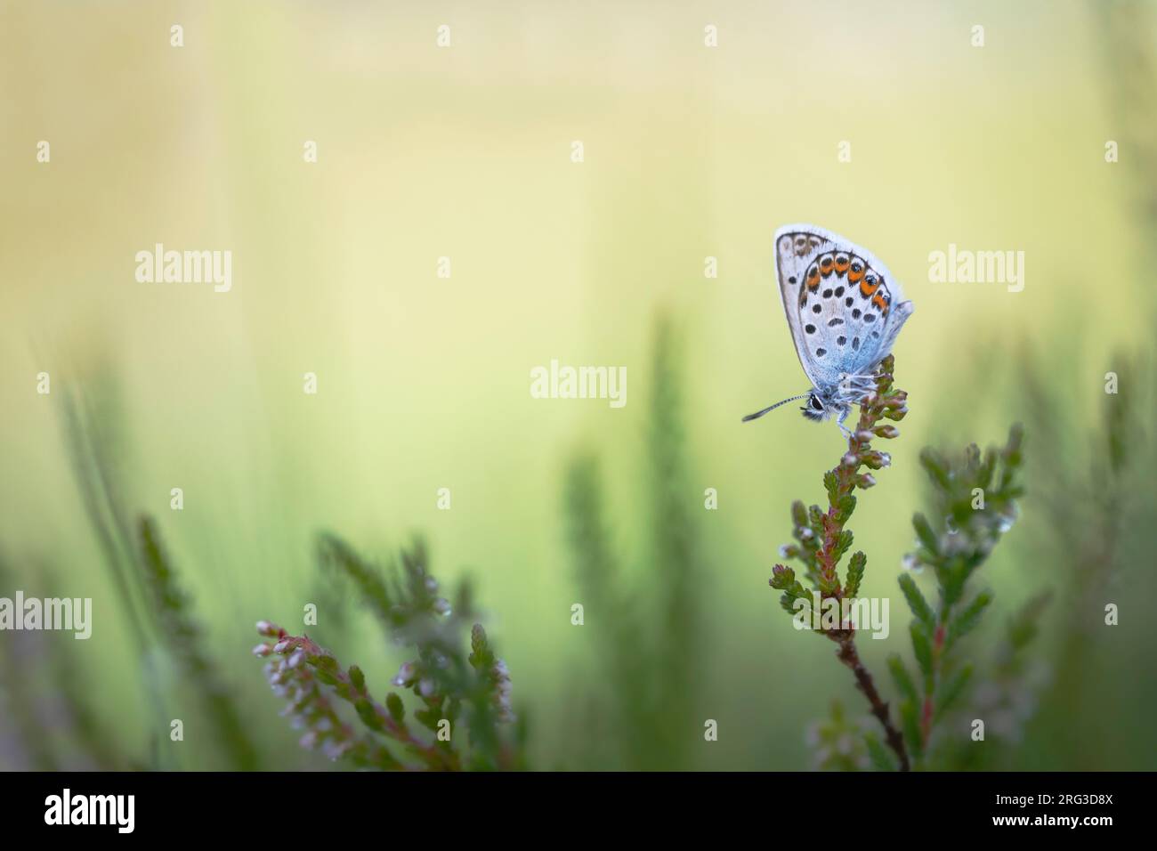 Male Silver-studded Blue Stock Photo - Alamy