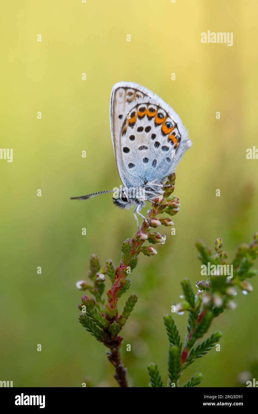 Male silver studded blue hi-res stock photography and images - Alamy