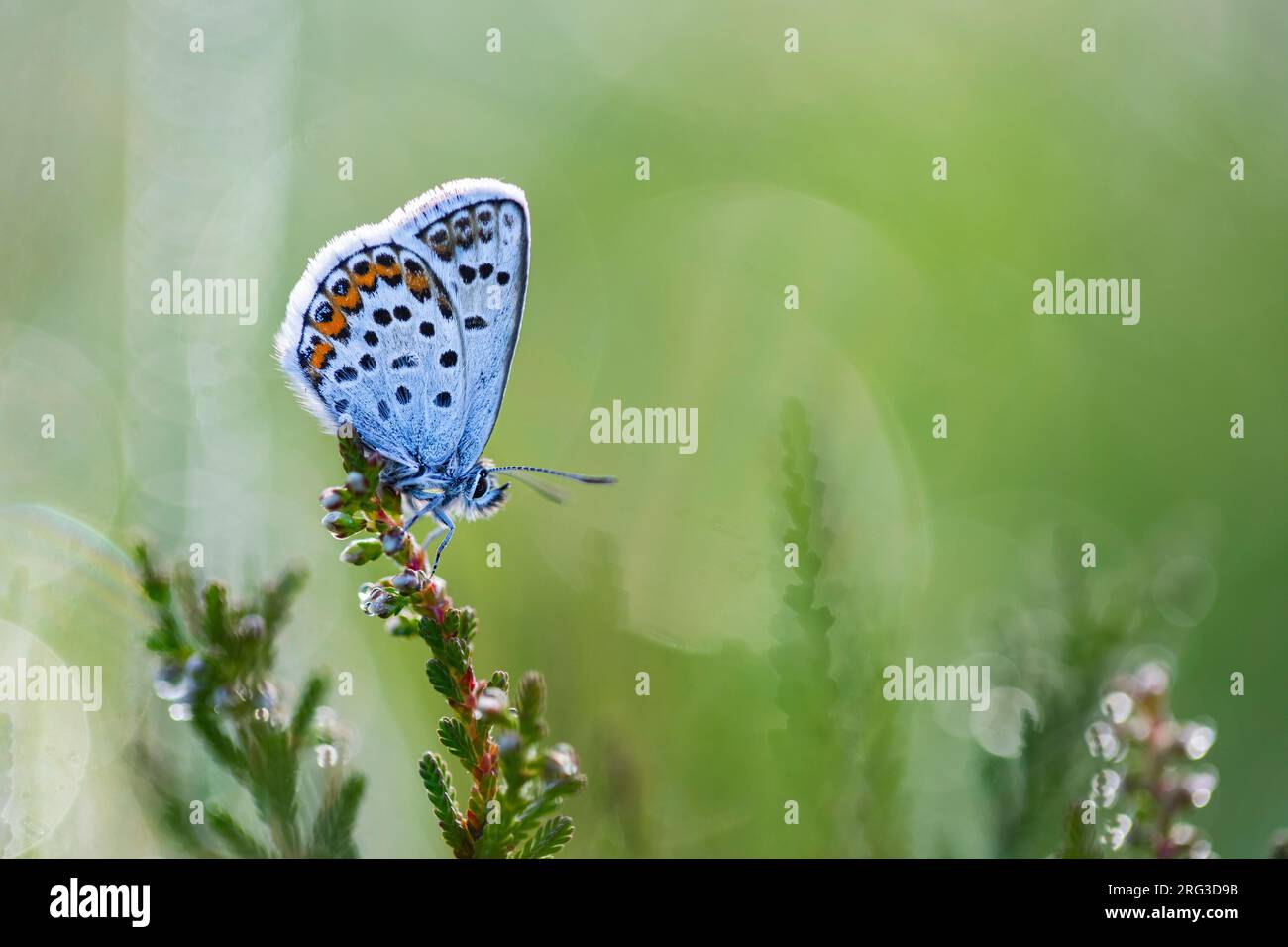 Male Silver-studded Blue Stock Photo - Alamy