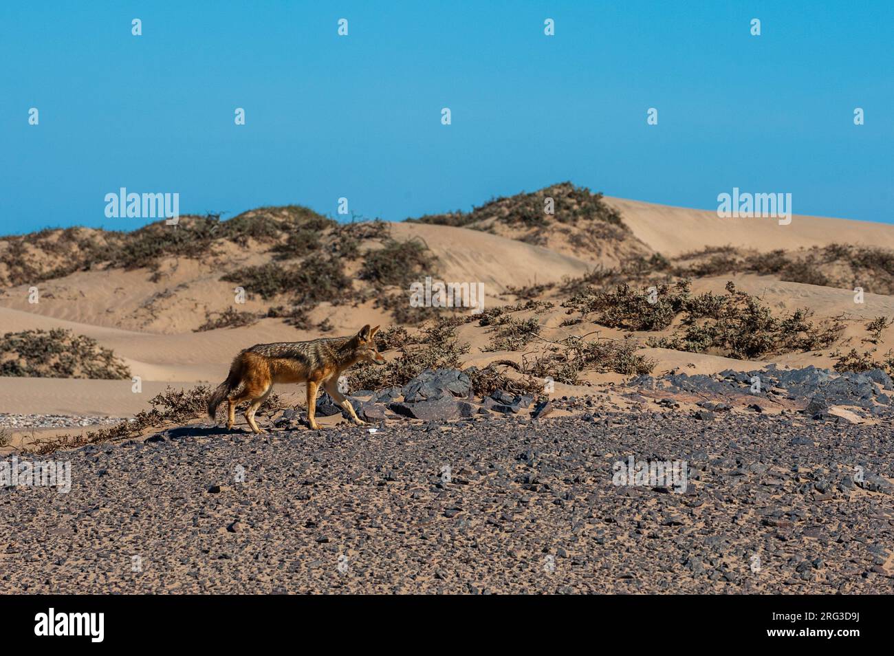 Death of caterpillars hi-res stock photography and images - Alamy