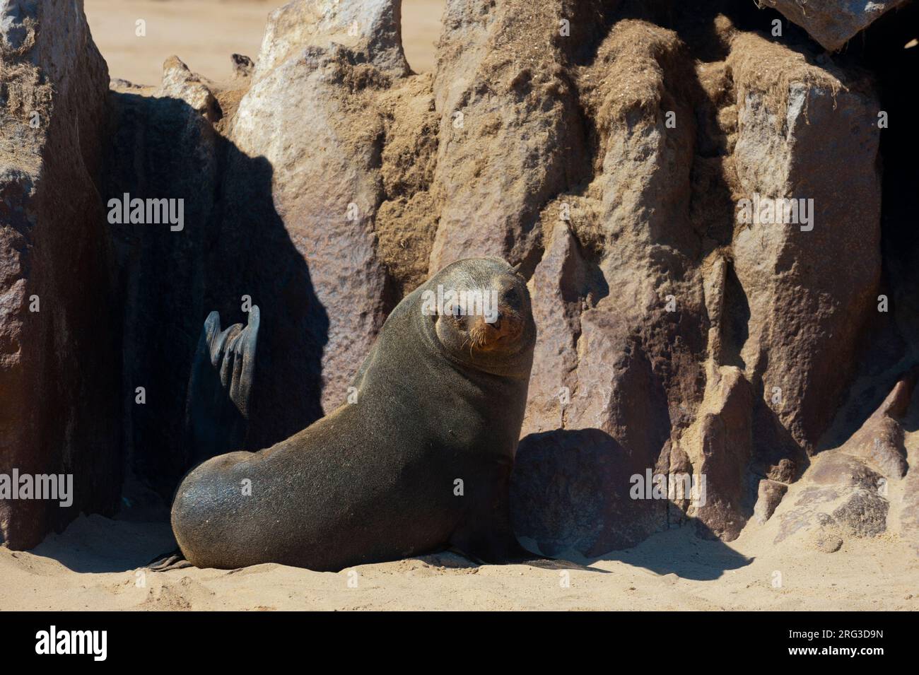 A cape fur seal on the beach at Cape Frio. Cape Fria, Skeleton Coast ...