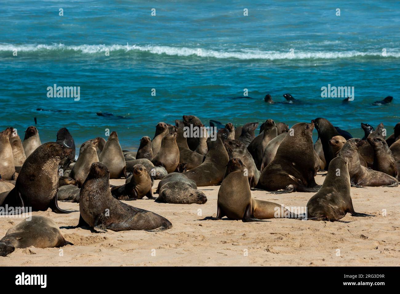 A colony of cape fur seals bask on the beach at Cape Fria. Cape Fria ...