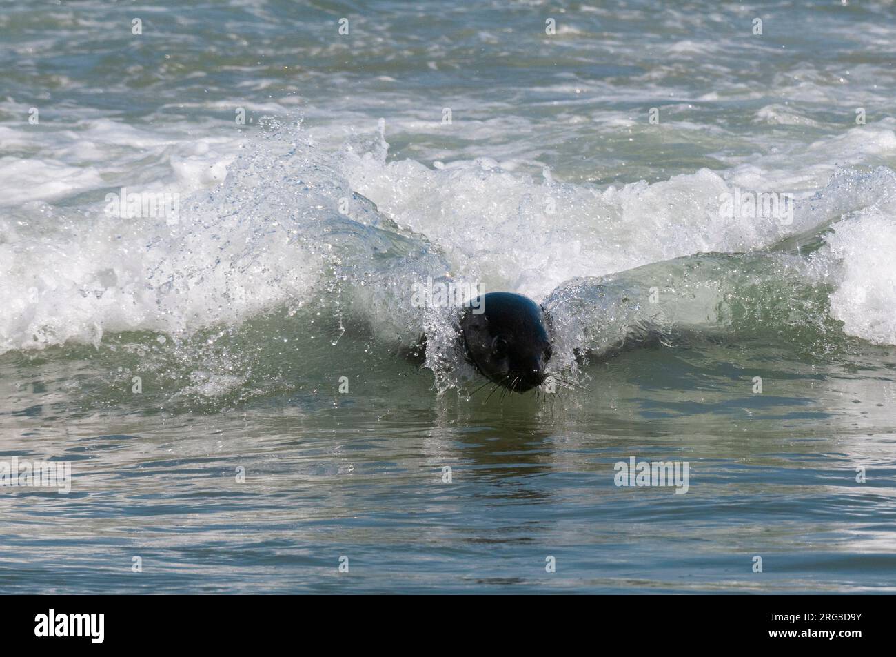 A cape fur seal rides a wave on the Atlantic Ocean at Cape Fria. Cape ...