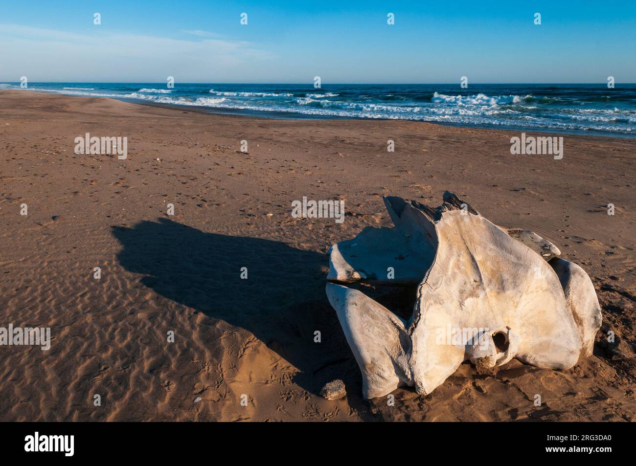 Whale Skeleton On Beach