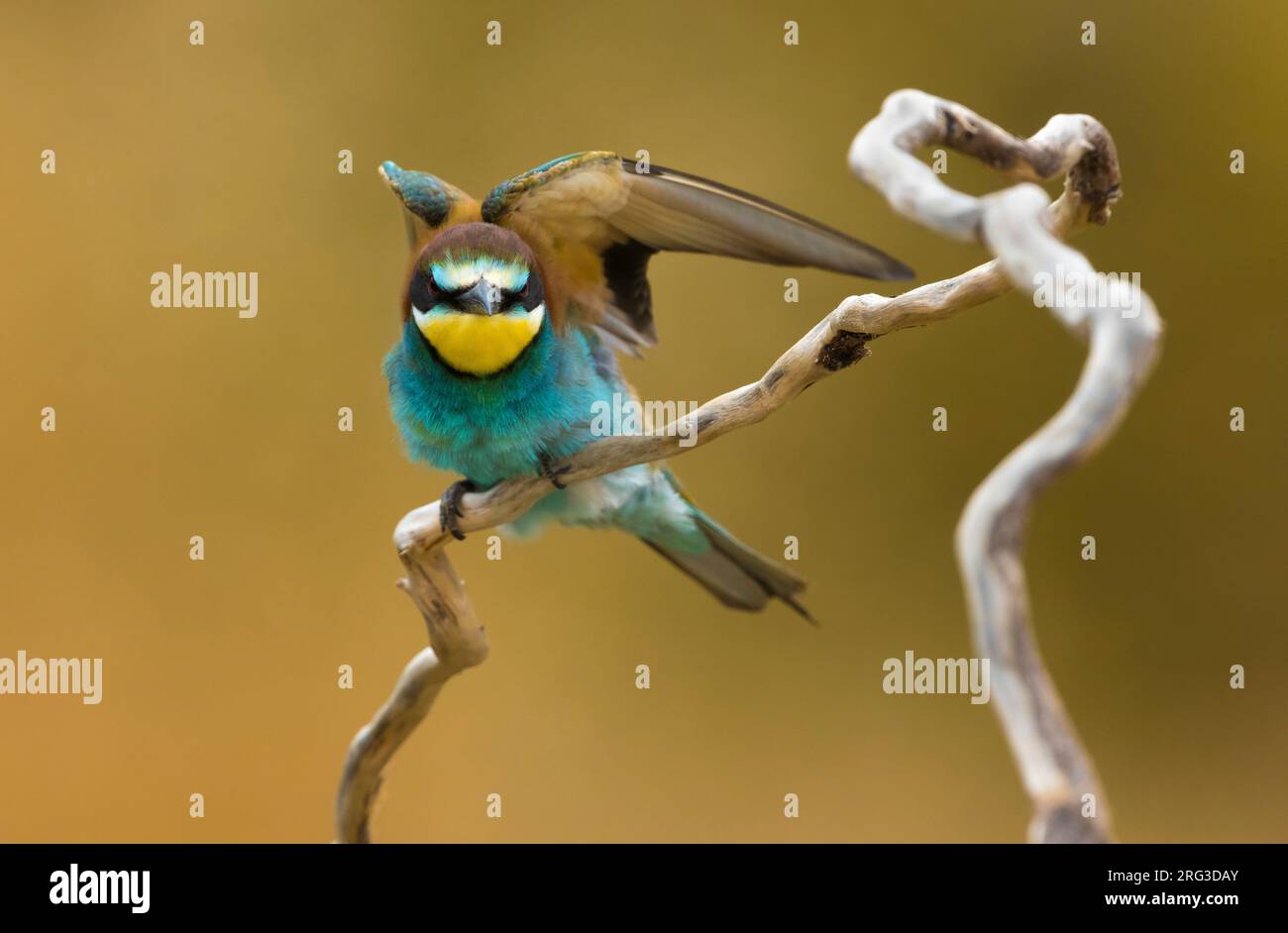 European Bee-eater, Merops apiaster, in Italy. Stretching its wing ...