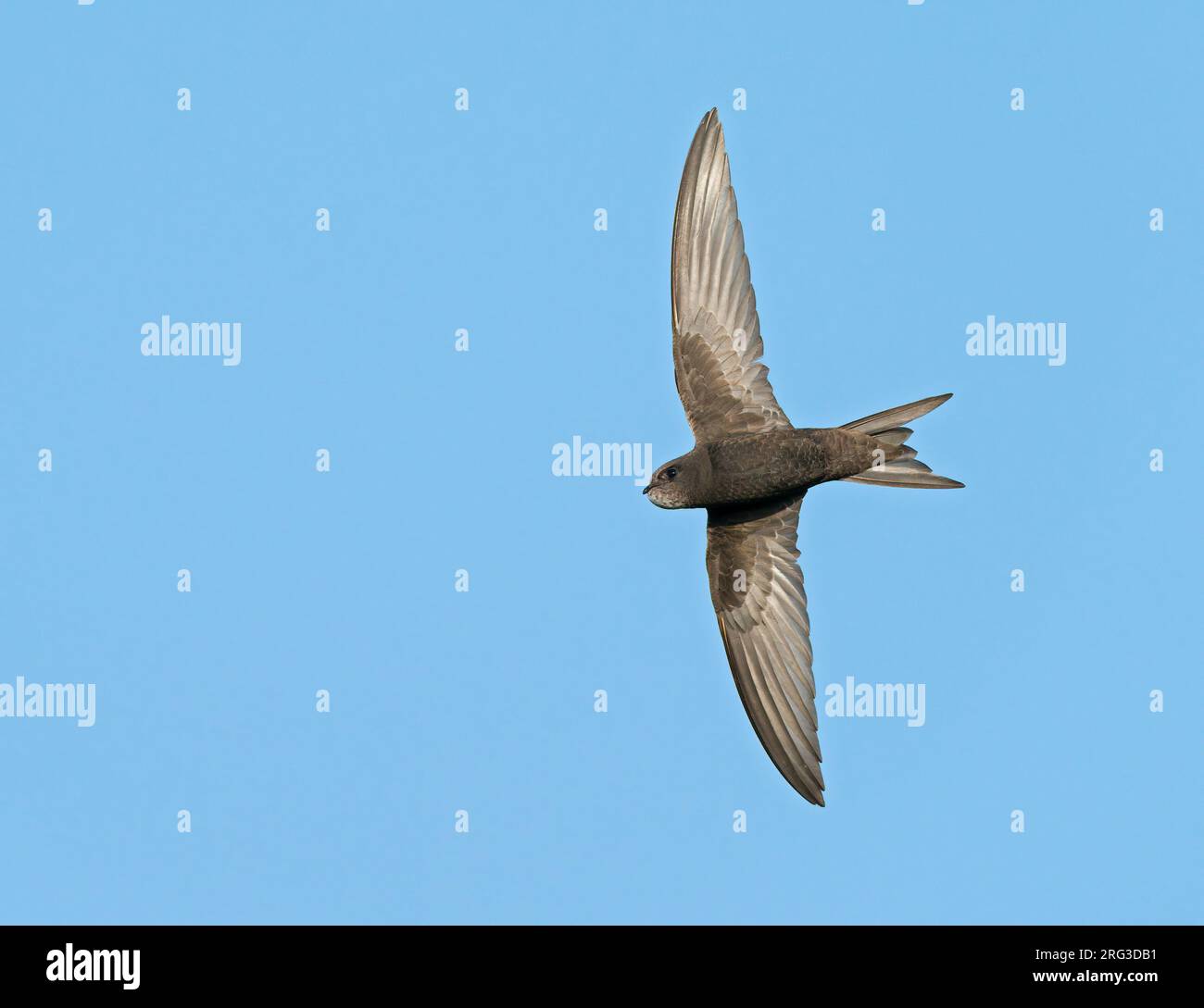Common Swift (Apus apus) flying, migrating with high speed in blue sky ...