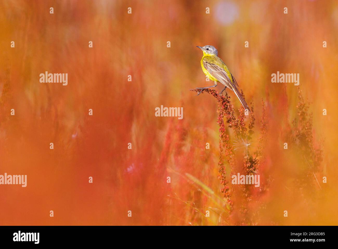 Blue-headed Yellow Wagtail, Motacilla flava flava perched in top op red ...
