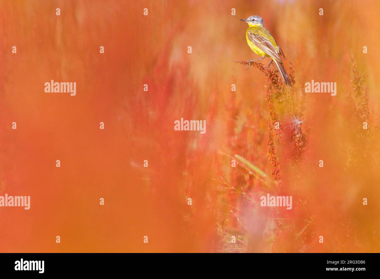 Blue-headed Yellow Wagtail, Motacilla flava flava perched in top op red ...