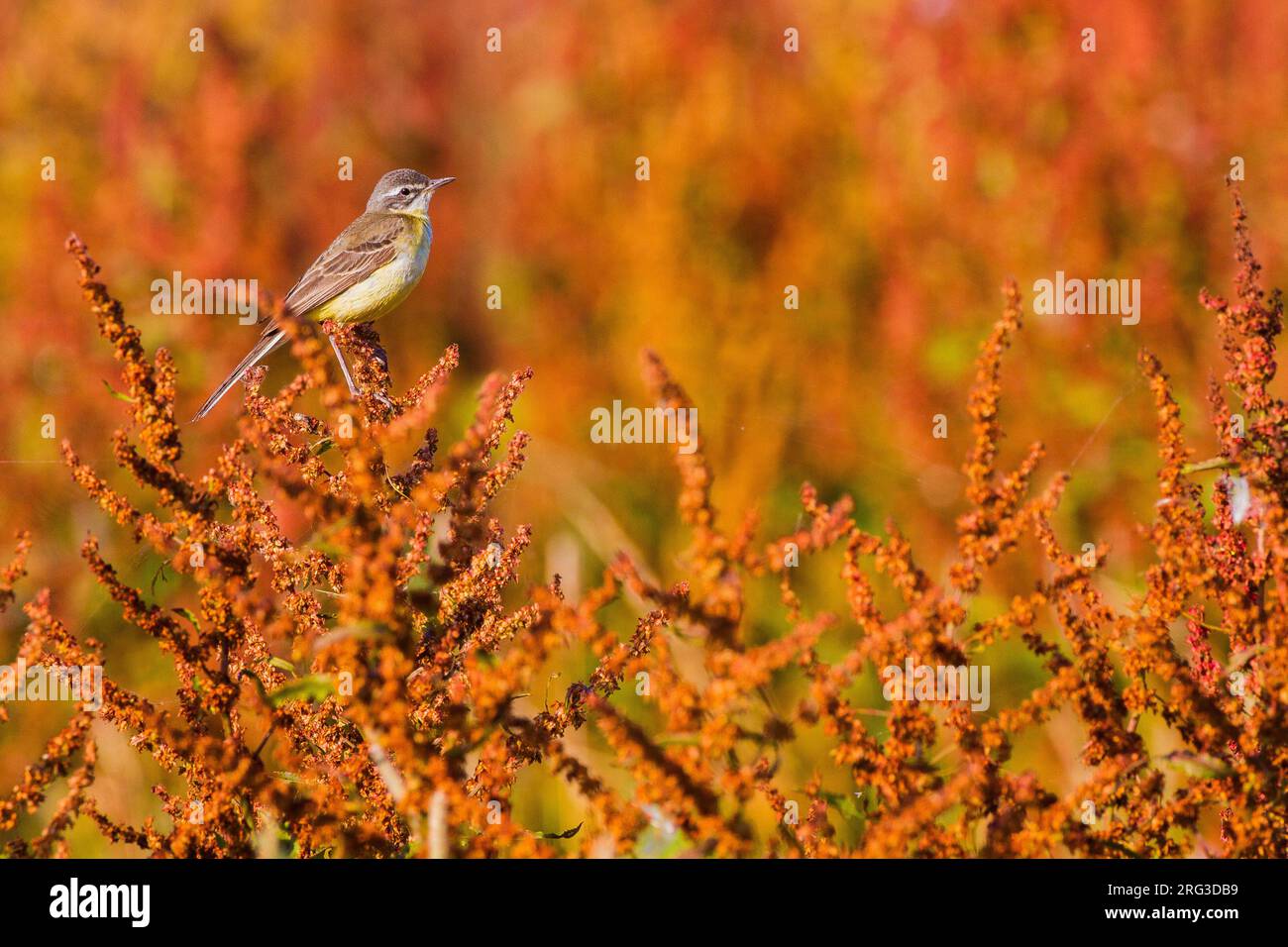 Blue-headed Yellow Wagtail, Motacilla flava flava perched in top op red ...