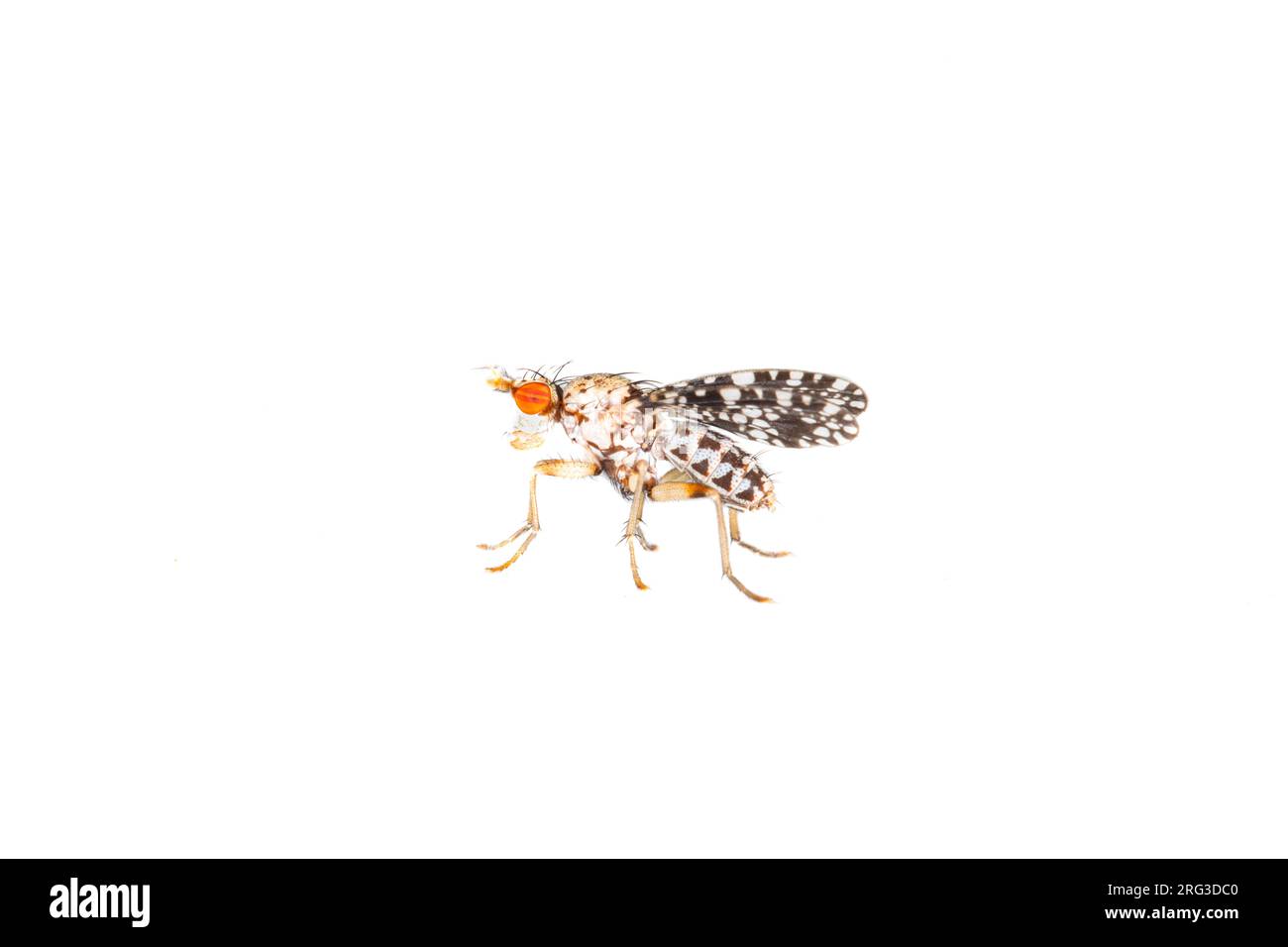 Punctulata Cut Out Stock Images & Pictures - Alamy