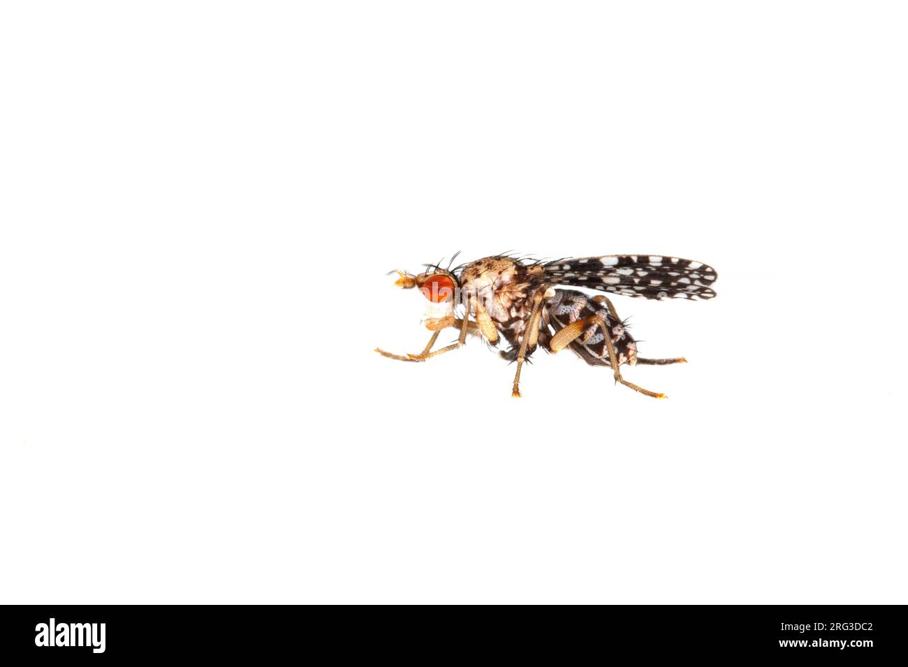 Punctulata Cut Out Stock Images & Pictures - Alamy