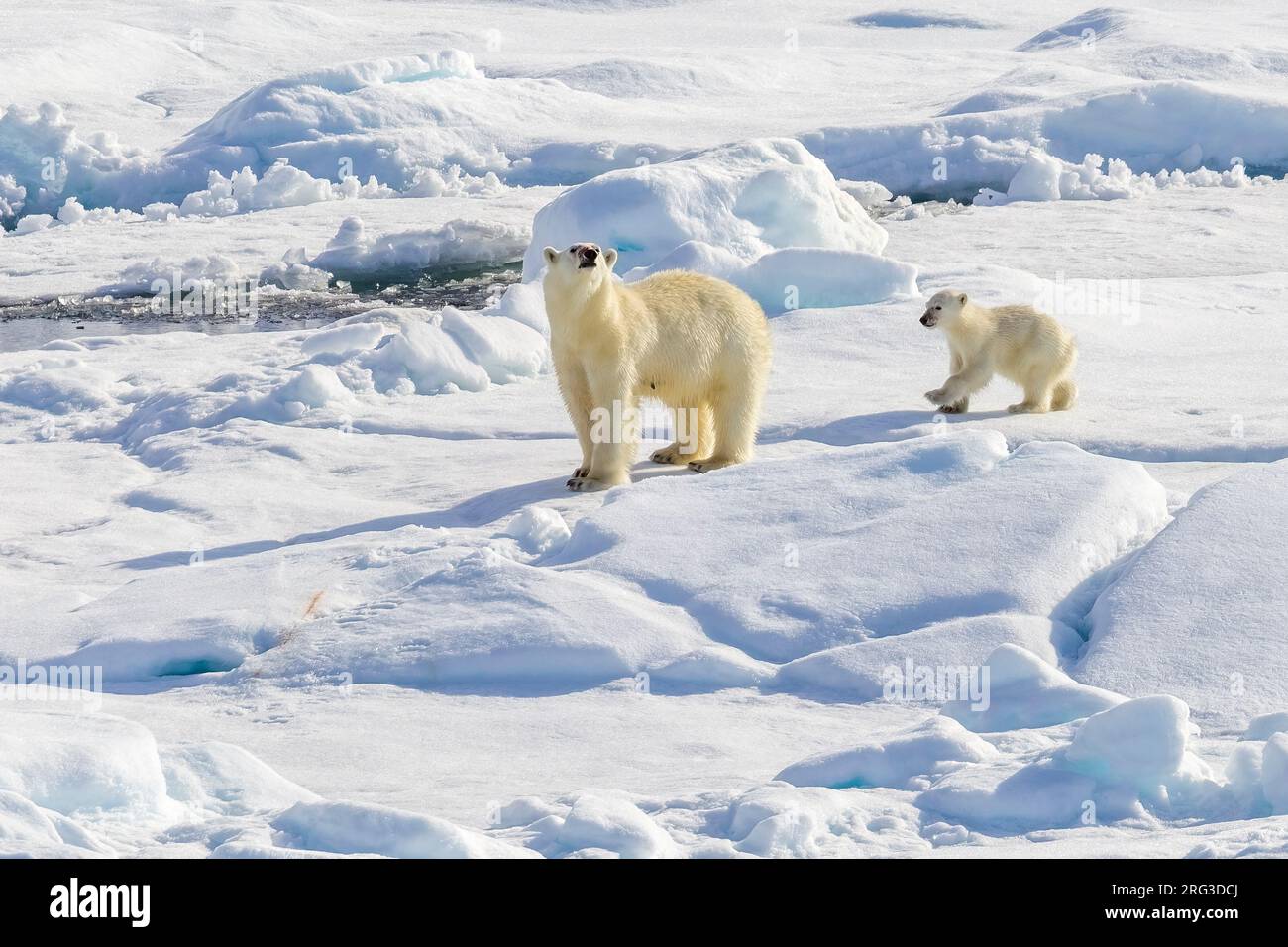 Mother and cub Polar Bear observed from the lower deck of the Polarstern - AWI Expedition in ...