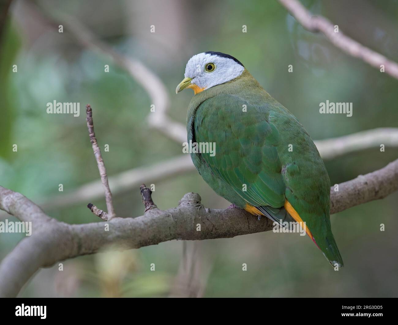 A male Black-naped Fruit Dove (Ptilinopus melanospilus) at Miami Zoo ...