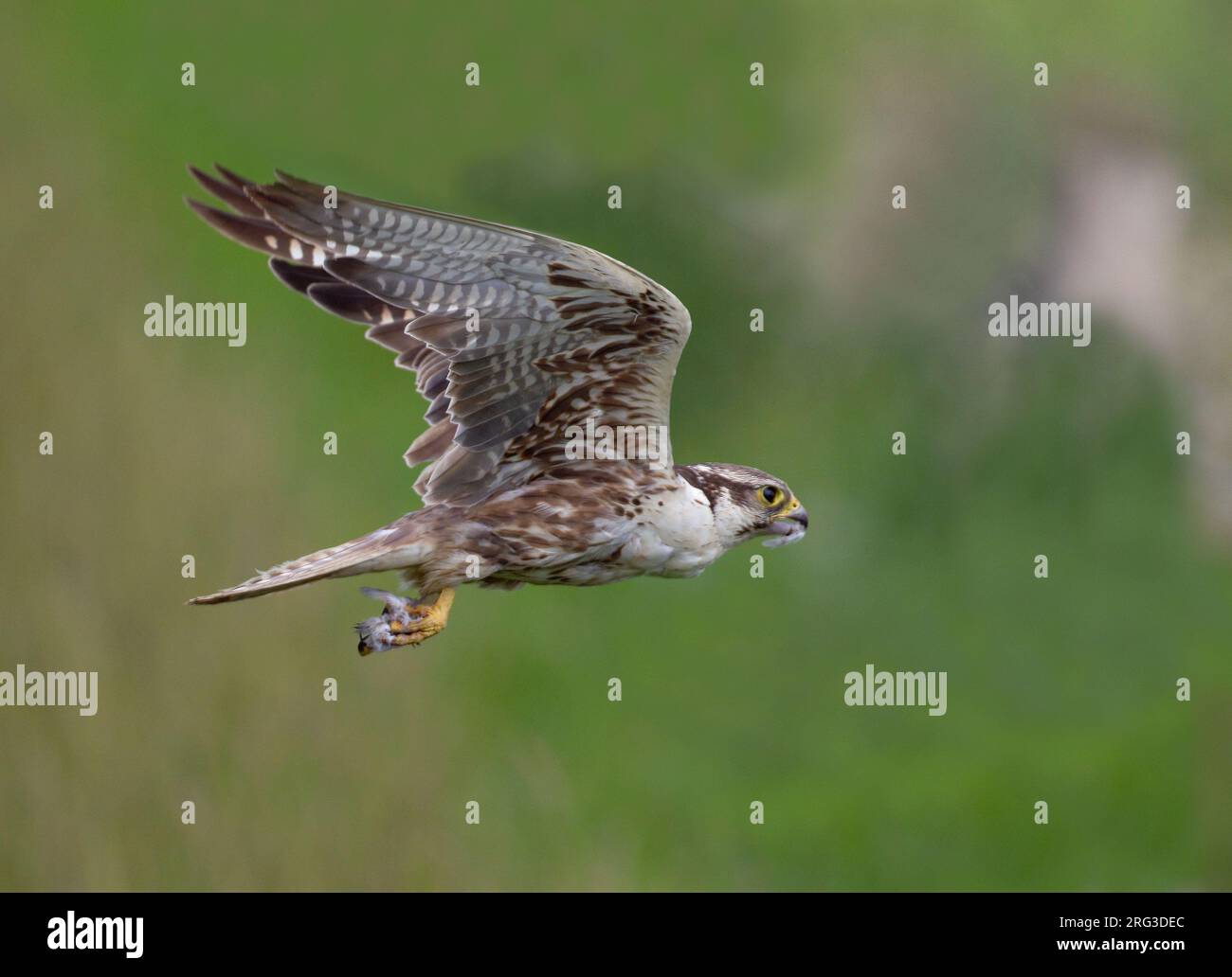 Saker falcon in flight hi-res stock photography and images - Alamy