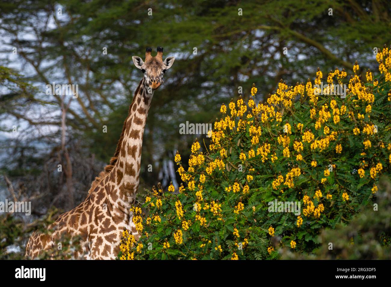 Portrait of a male Rothschild's giraffe, Giraffa camelopardalis with ...