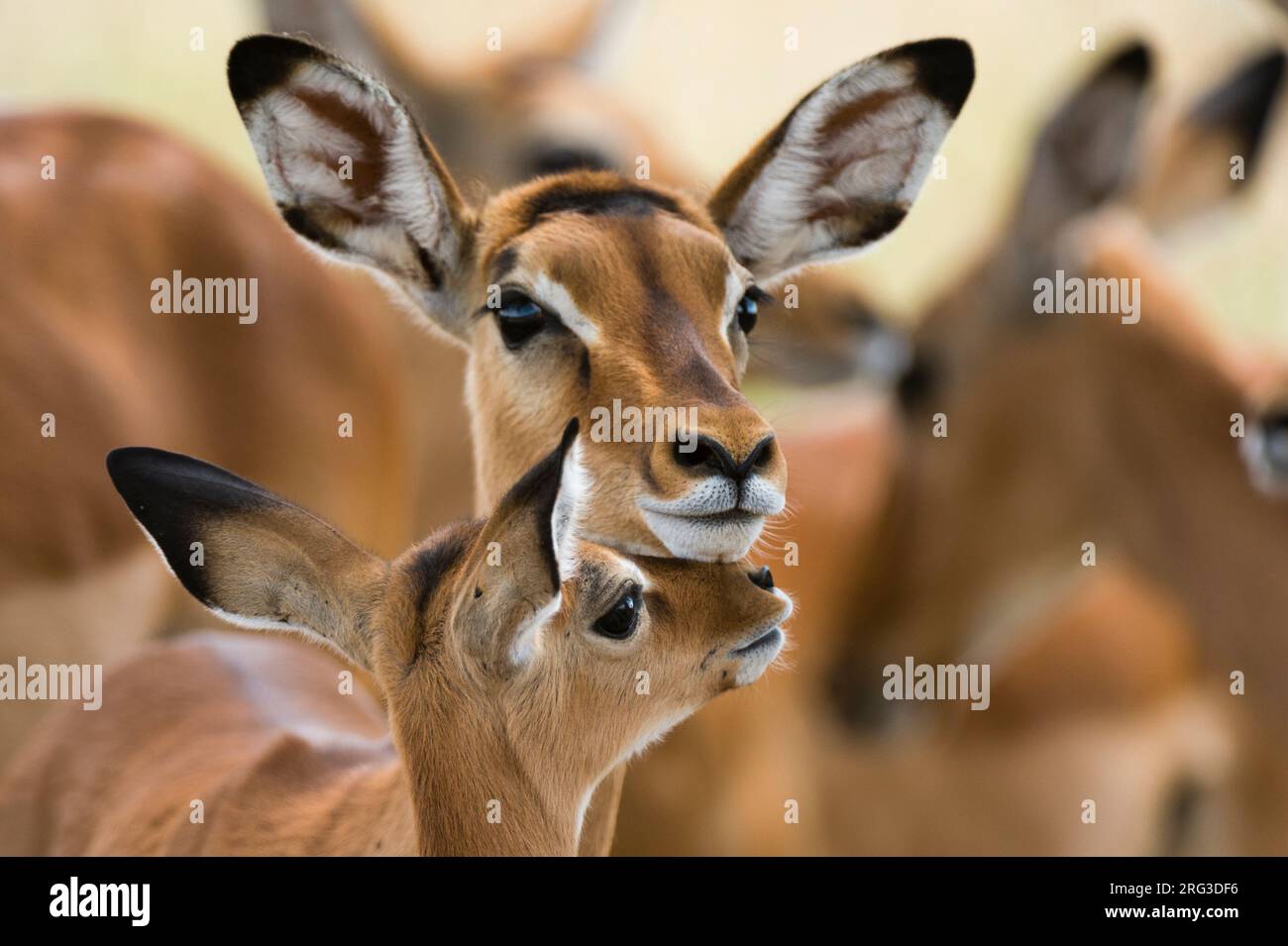 Portrait of a female Impala with its calf, Aepyceros melampus. Lake ...