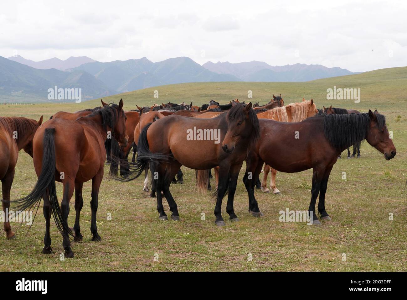 Shandan. 6th Aug, 2023. This photo taken on Aug. 6, 2023 shows Shandan ...