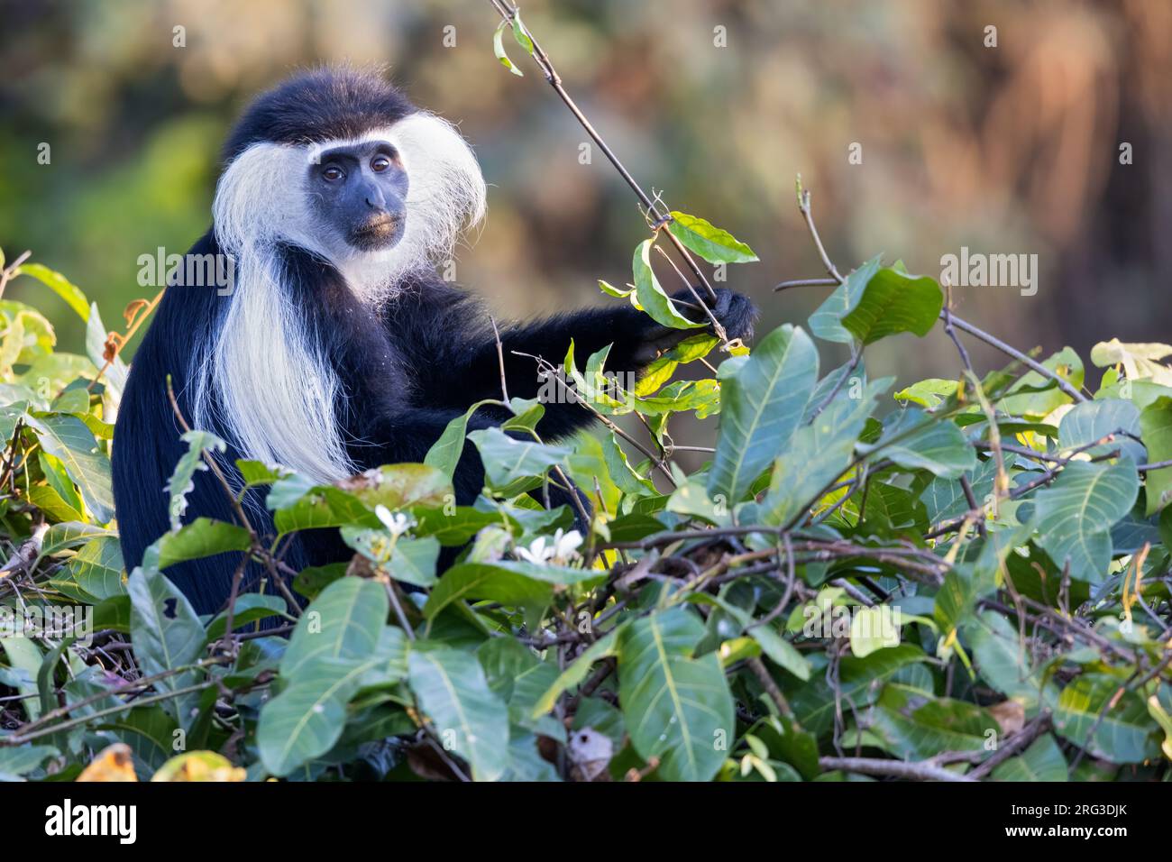 Colobus angolensis hi-res stock photography and images - Alamy