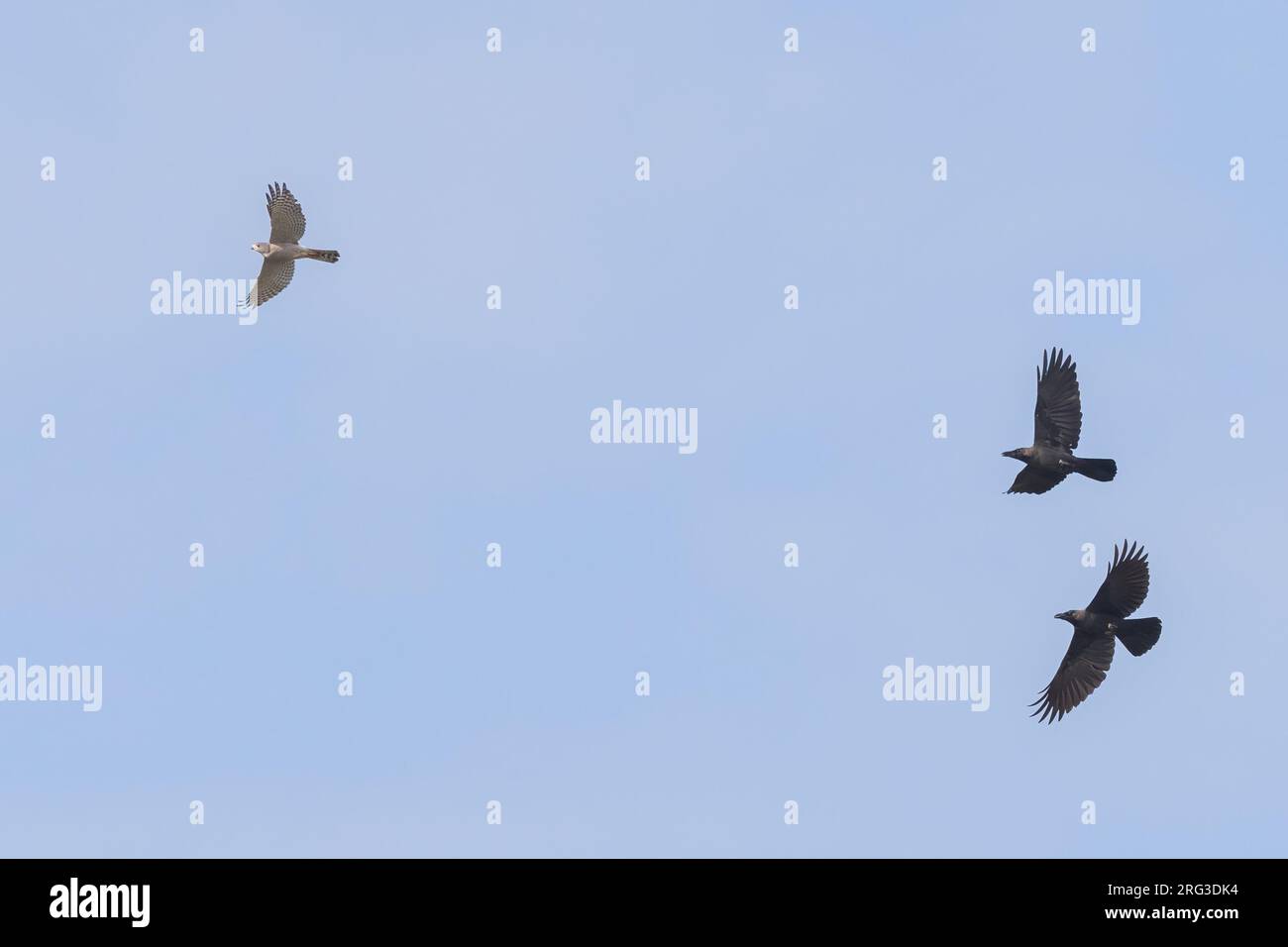 Shikra in flight hi-res stock photography and images - Alamy
