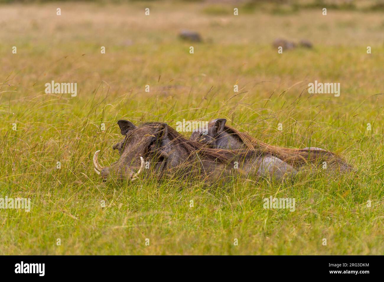 Warthogs, Phacochoerus africanus, on the savanna tall grass. Masai Mara ...