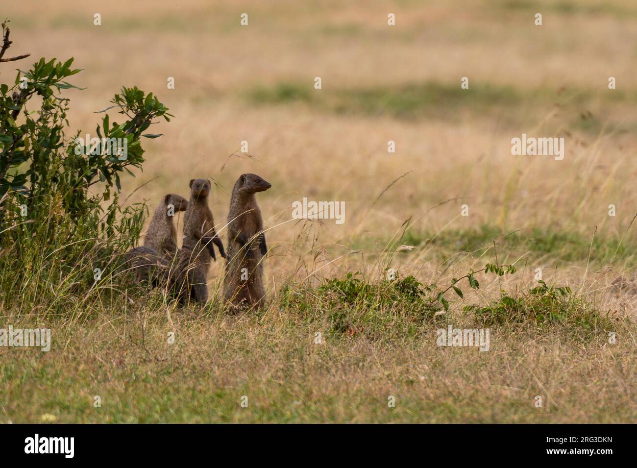 Banded mongooses, Mungos mungos, standing on their hind feet. Masai ...