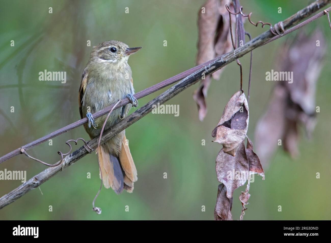 Plain Xenops (Xenops minutus) at Minca, Colombia Stock Photo - Alamy