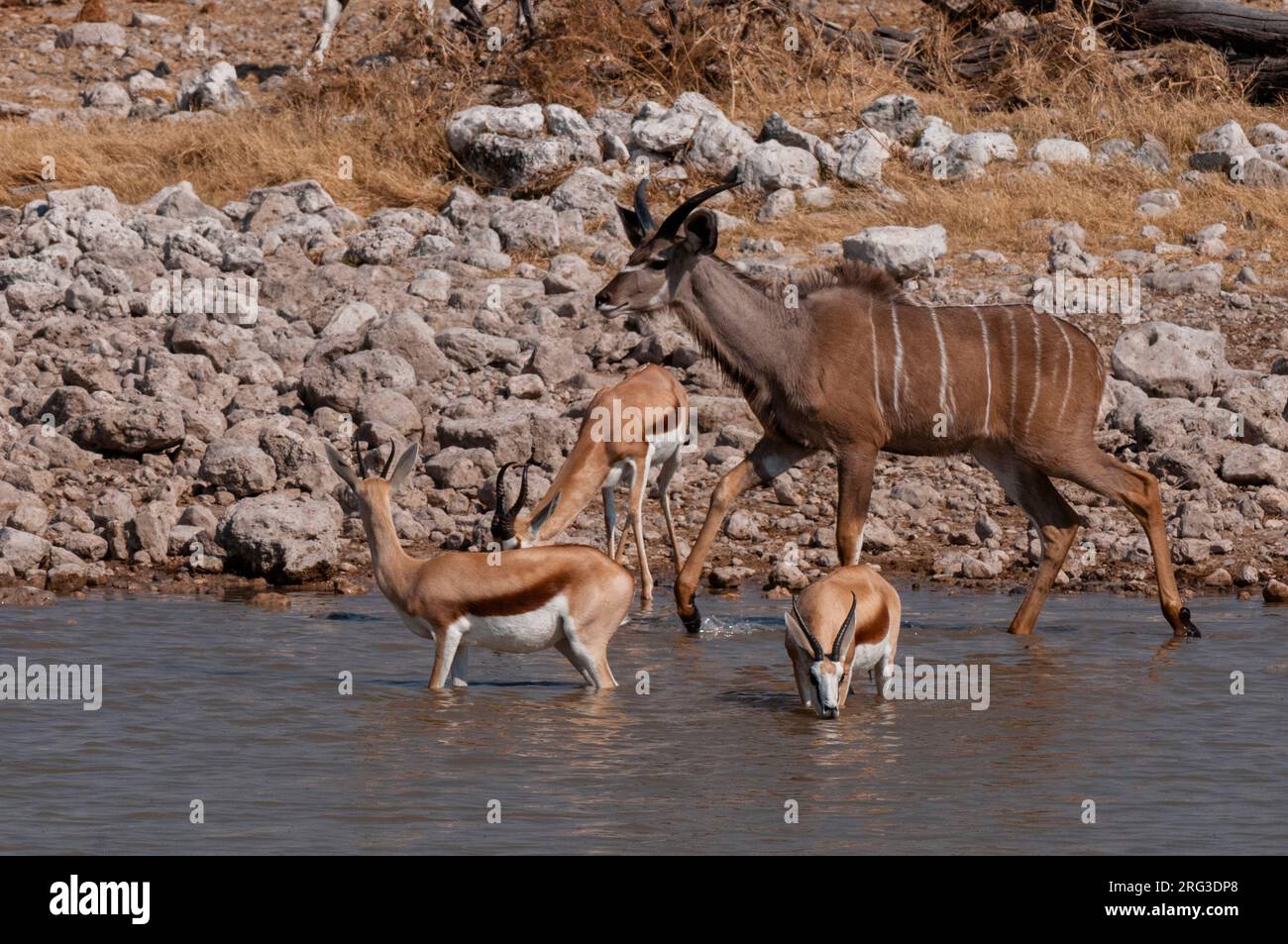 Four of anim hi-res stock photography and images - Alamy