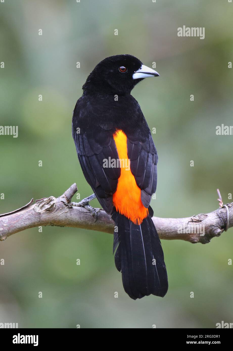 A male Flame-rumped Tanager (Ramphocelus flammigerus) at ProAves ...