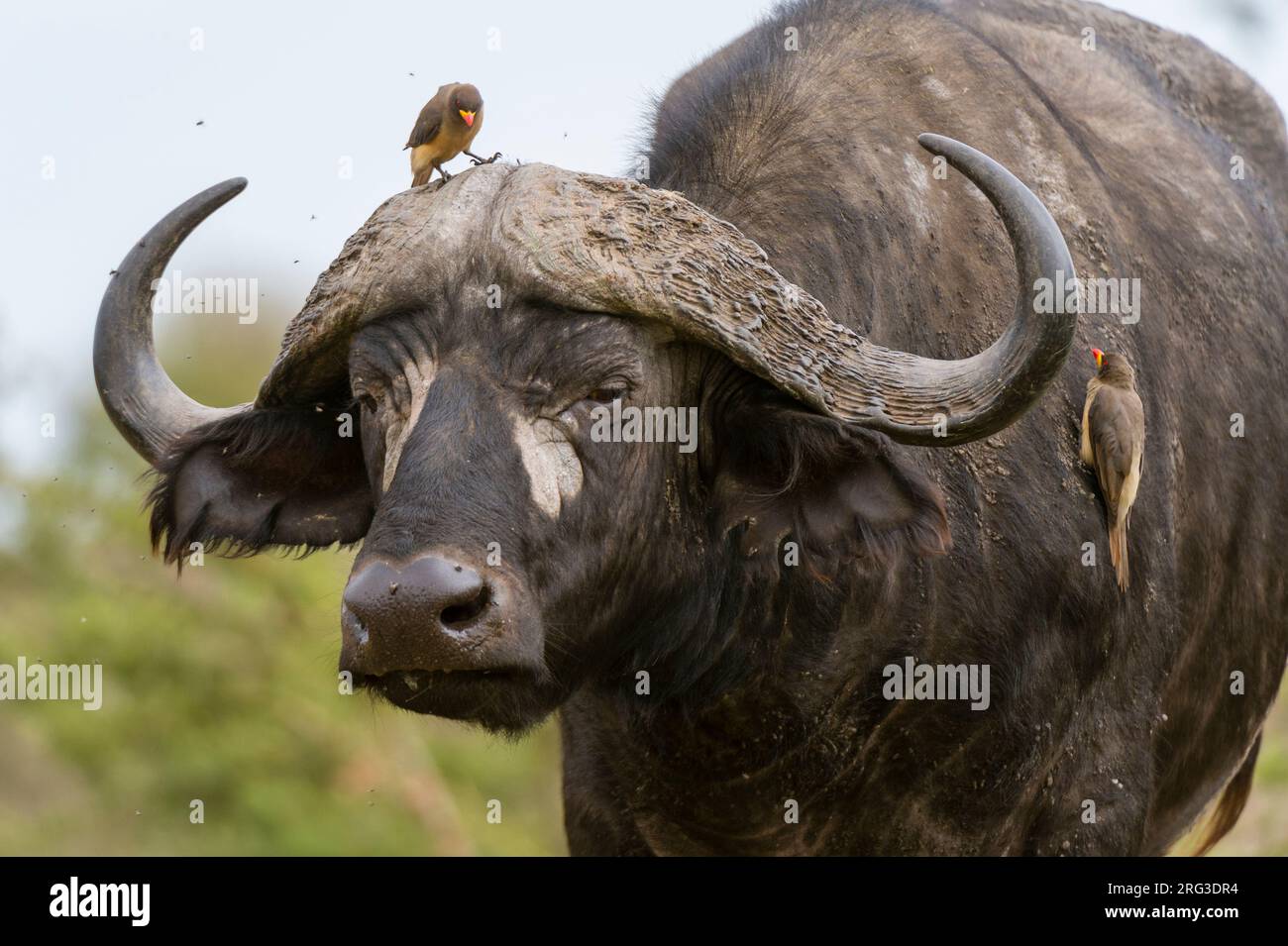 Two Red-billed oxpeckers, Buphagus erythrorhynchus, on a Cape buffalo ...