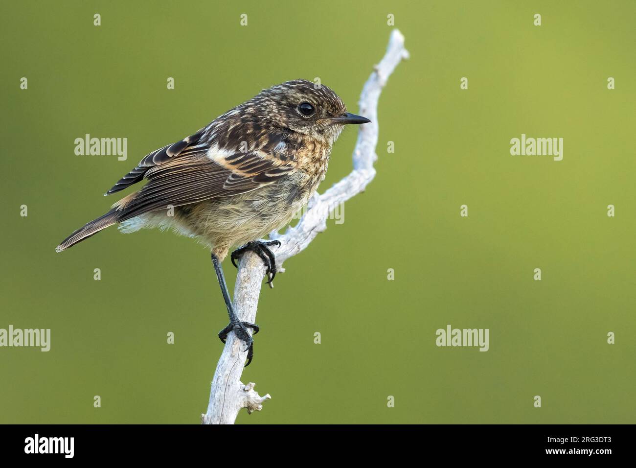 European Stonechat; Saxicola rubicola Stock Photo - Alamy