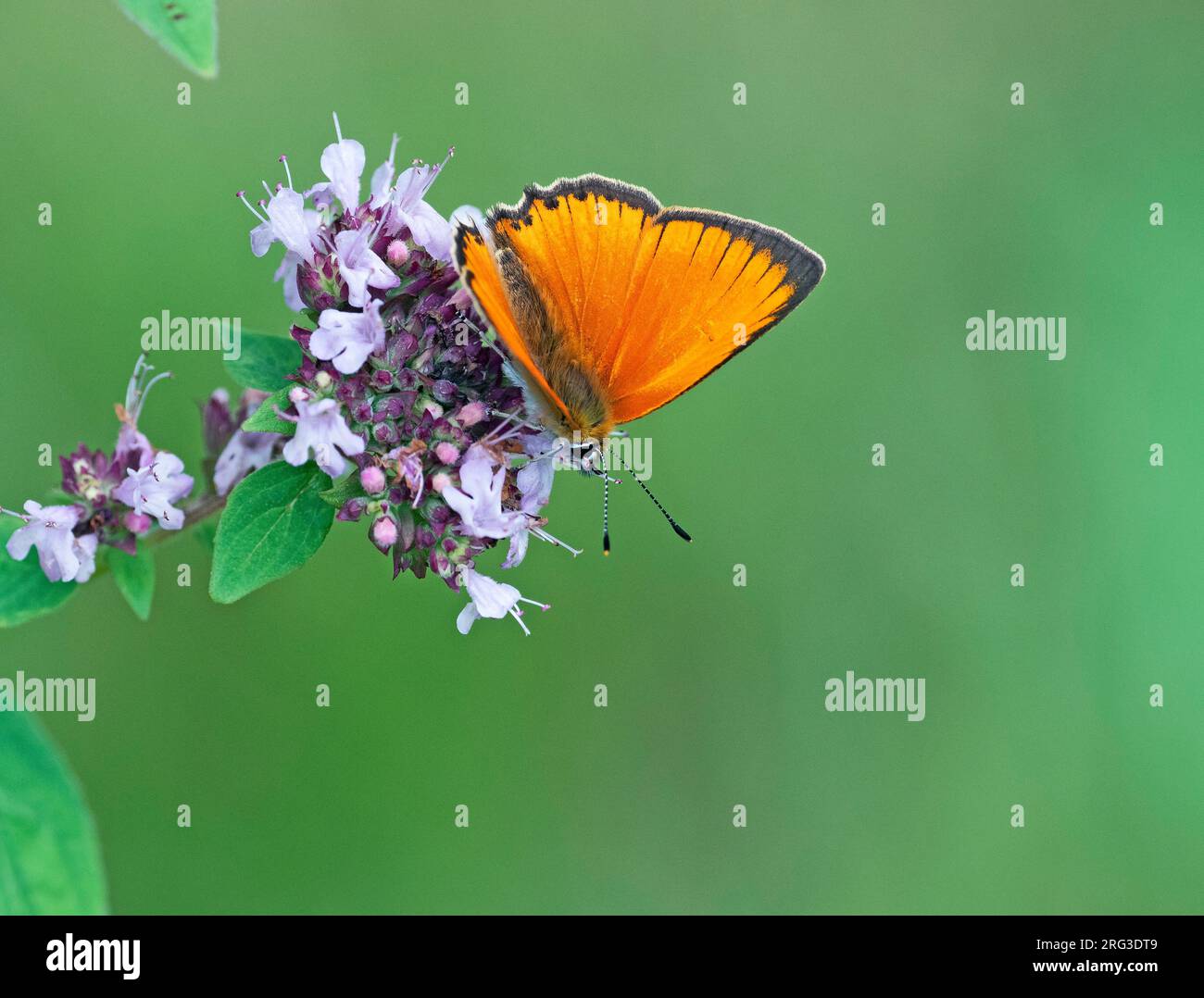 Scarce Copper, Lycaena virgaureae Stock Photo - Alamy