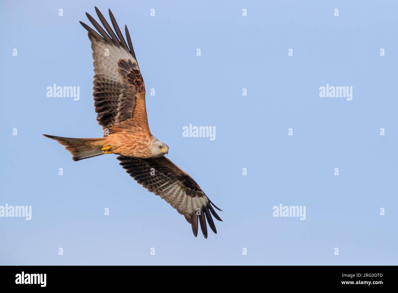 Red Kite (Milvus milvus), juvenile in flight seen from below ...