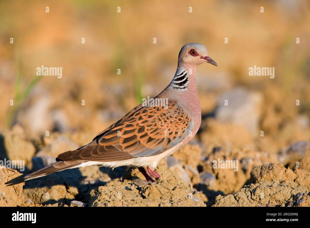 Zomertortel op akker; European Turtle Dove on field Stock Photo - Alamy
