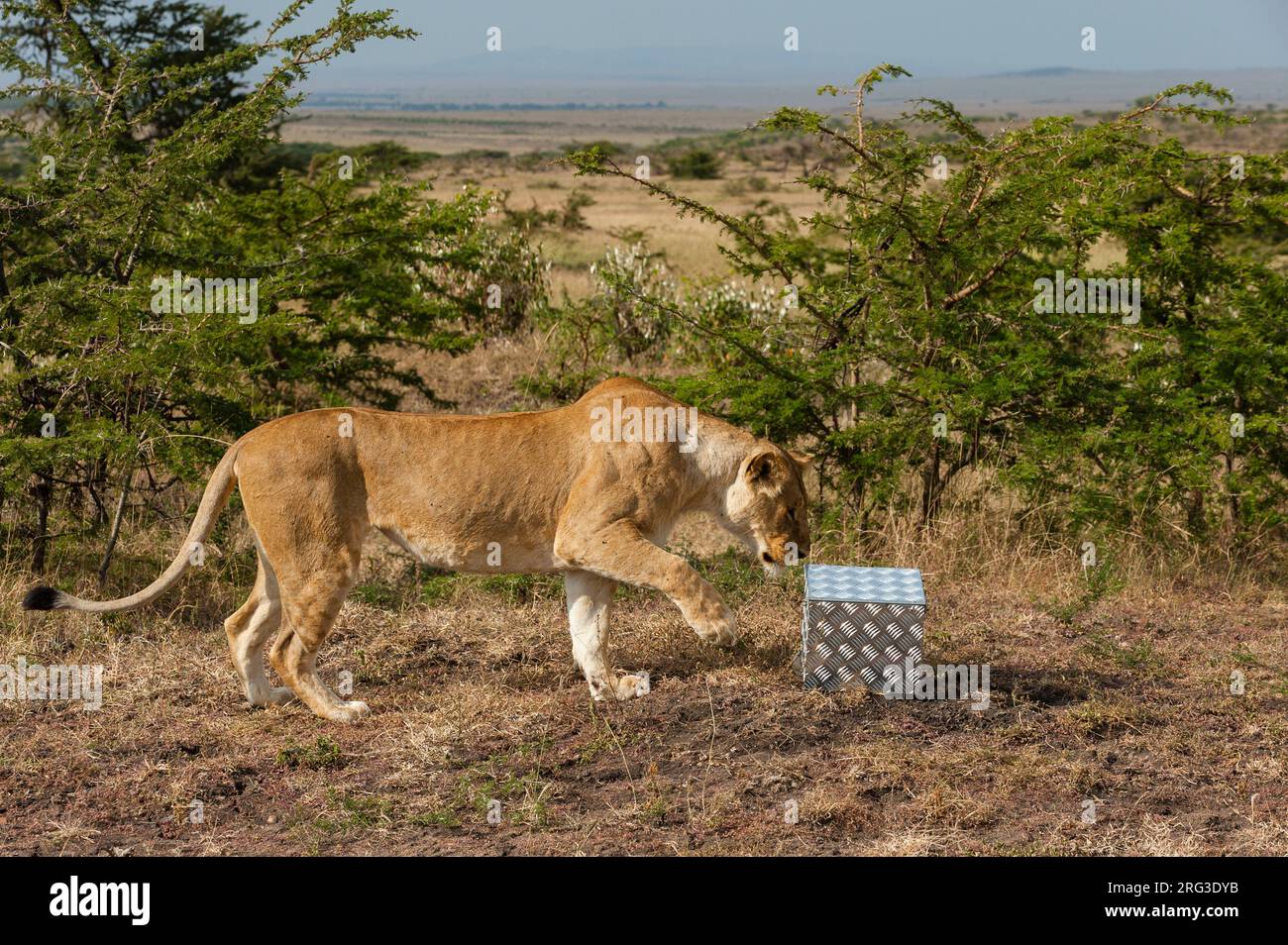 A lioness, Panthera leo, inspects a remote camera trap protected by a ...