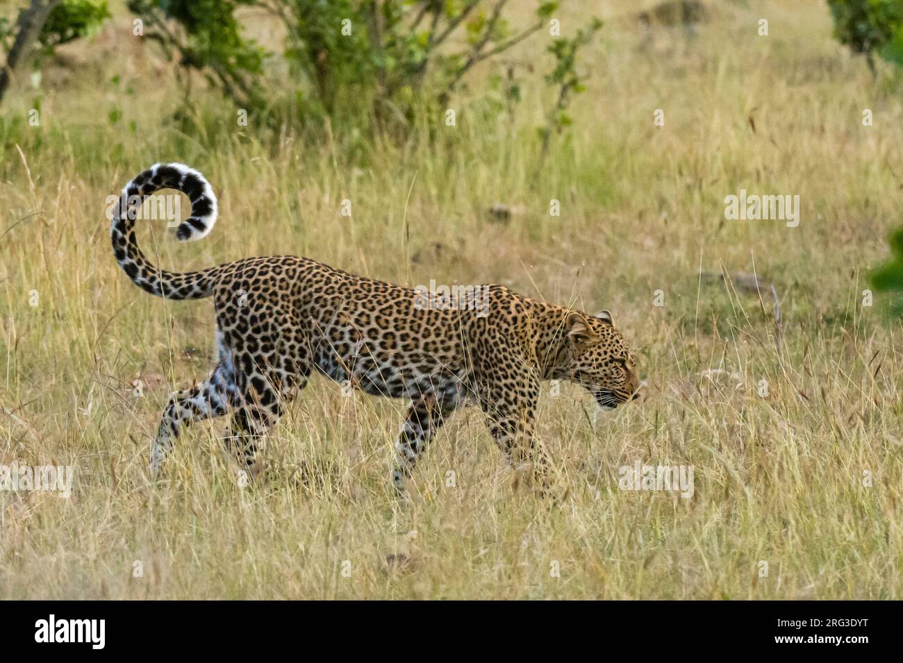 A leopard, Panthera pardus, walking in dry grass. Masai Mara National ...