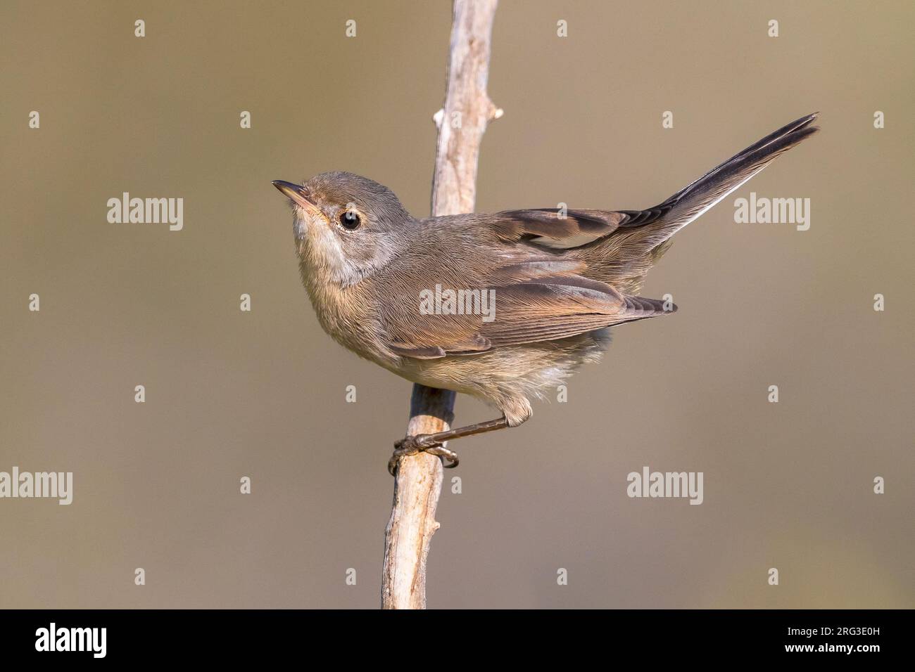 Western Subalpine Warbler (Sylvia inornata) in Verdon, France Stock ...