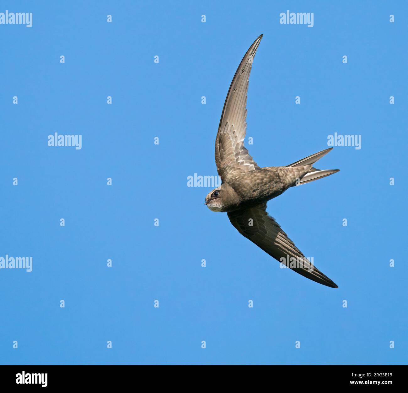 Common Swift (Apus apus) flying, migrating with high speed in blue sky ...